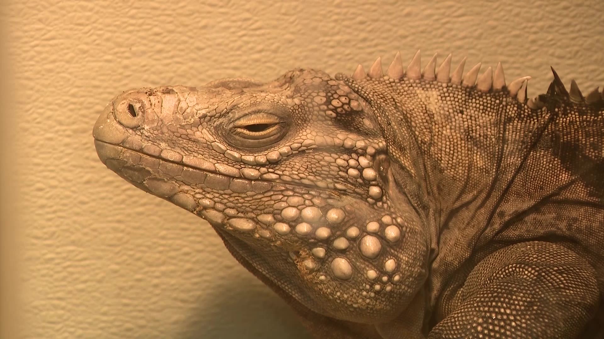 Inside Scales & Tails Utah: The interactive reptile experience bringing ...
