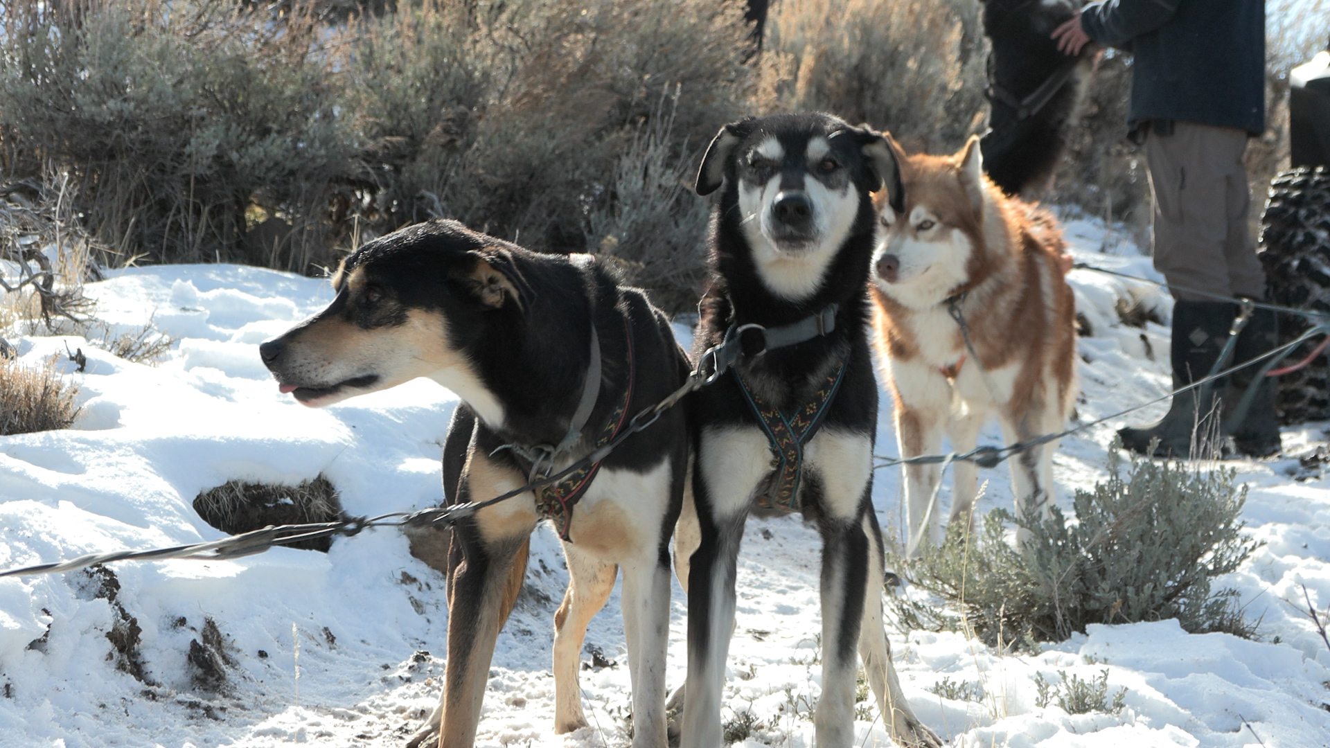 Utah dog sledding team gives rescue dogs a second chance - KSLTV.com