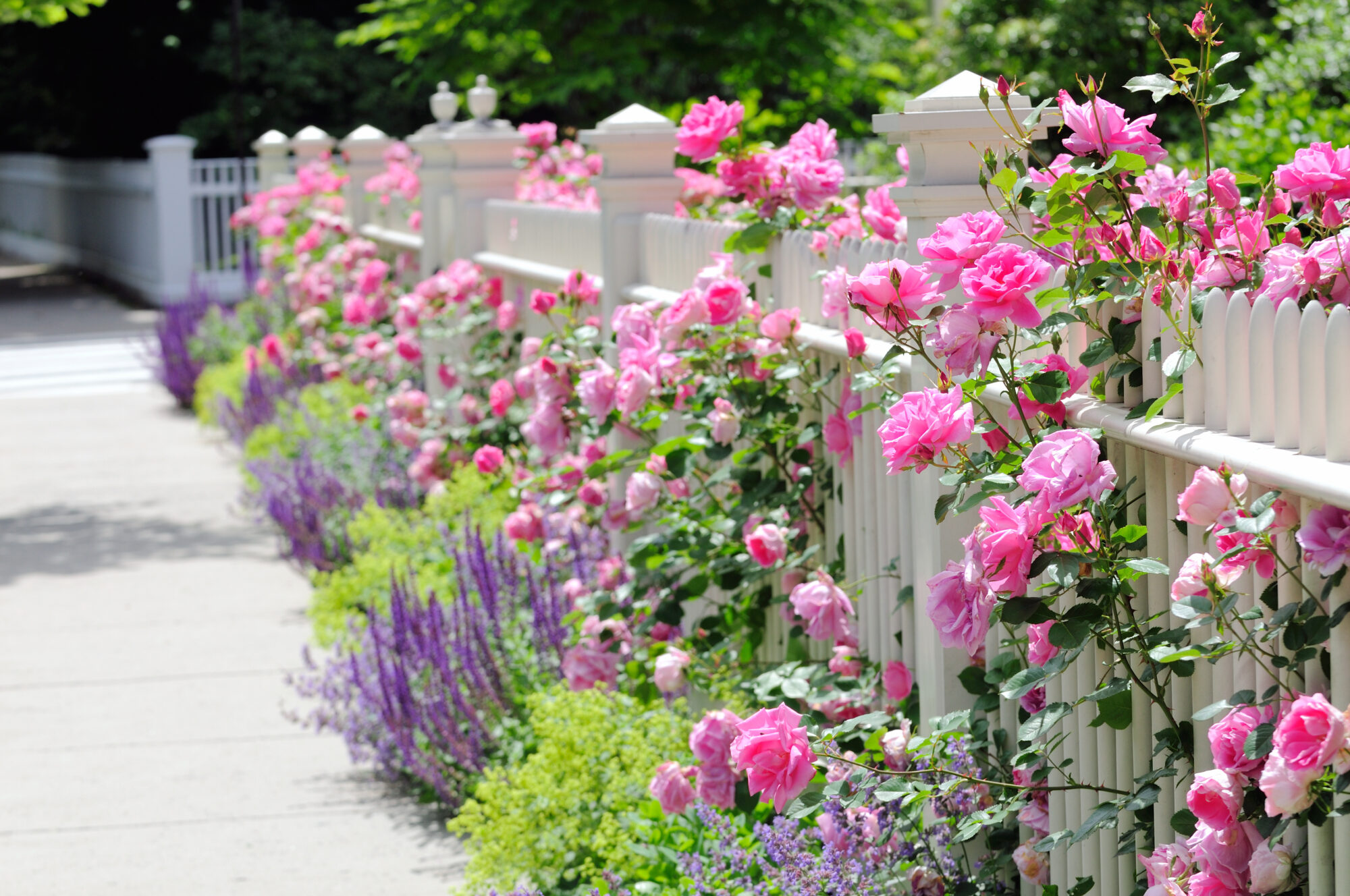 5 secrets to creating an expensive-looking landscape (that doesn't ...